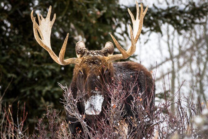 Private 4 Hour Beginner Cross Country Skiing in Grand Teton - FAQ