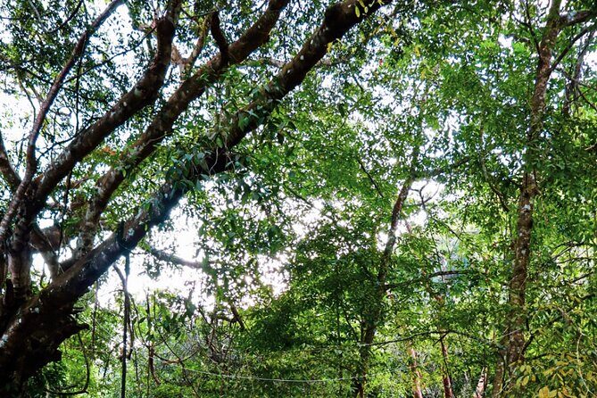 Private 4 hour Hiking Adventure + Breakfast in Nogalito Ecopark - An In-Depth Look at the Experience