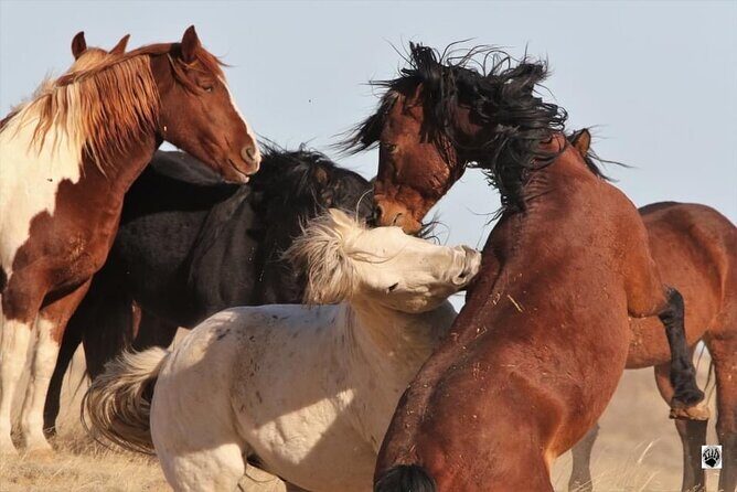 Private 4 Hour Red Canyon Wild Mustang Air Conditioned Van Tours - Key Points