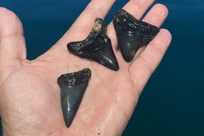 Private 4 Hour Shell Key Island Adventure Dolphins and Shells - Frequently Asked Questions