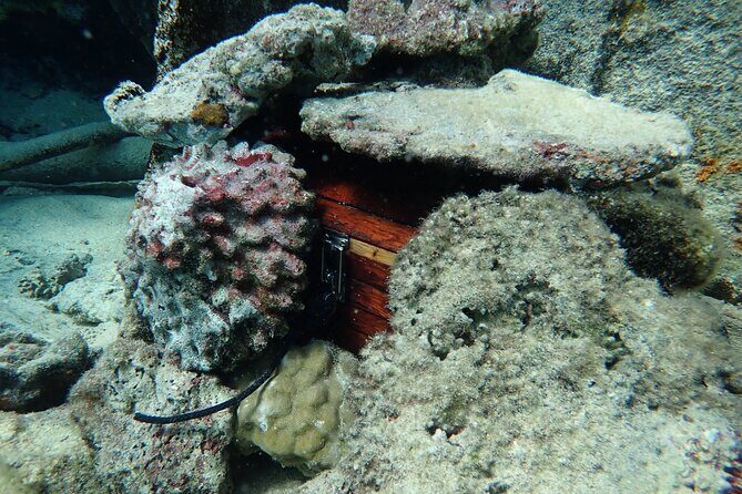 Private 4 Hours Reef Discovery Luxury Private Treasure Hunt in Bora Bora - The Practicalities: What to Know Before You Book