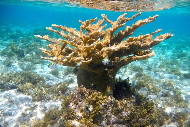 PRIVATE 4Stop Tour: Stingray, Snorkeling, Starfish & 7 Mile Beach - Why This Tour Works