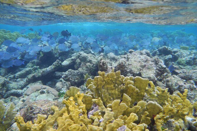 PRIVATE 4Stop Tour: Stingray, Snorkeling, Starfish & 7 Mile Beach - Who Will Love It?