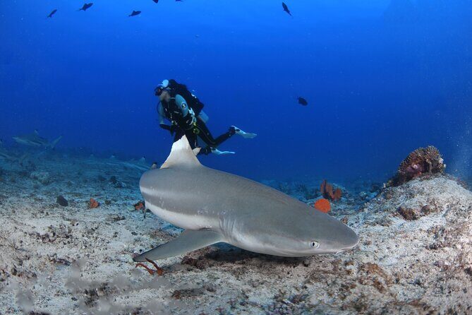 Private 5 Day Morotai Scuba Diving Trip - An Introduction to Morotai’s Underwater World