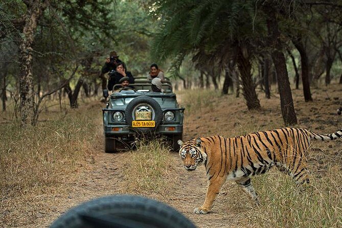 Private 5-Day Ranthambhore Tiger Tour from Delhi including the Taj Mahal, Agra and Jaipur - The Itinerary in Detail