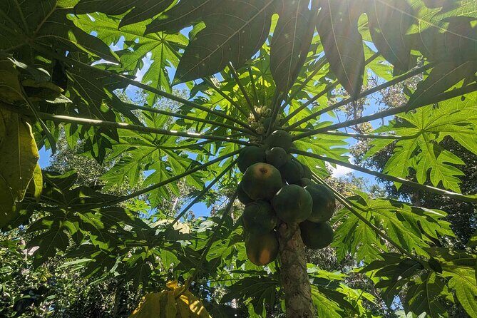 Private 5-Hour Sightseeing Tour in Tropical Gardens - FAQ