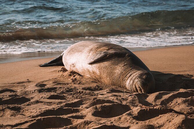 Private 5-hr Off-Road Trip on Oahus Wildlife-Rich North Shore - A Closer Look at the Itinerary