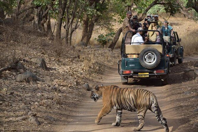 Private 6-Day Ranthambhore Tiger Tour including Delhi, Agra and Jaipur - The Breakdown of the Itinerary