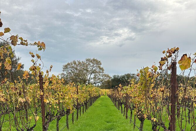 Private 6hr Wine Tour with Priority Wine Pass 2-for-1 Tastings - Transportation and Timing