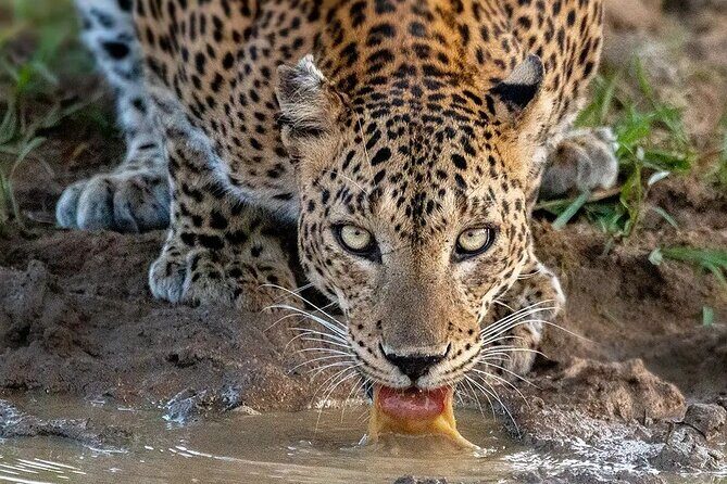 Private 7 Days Sri Lanka Tour with Safari and Cultural sites - An In-Depth Look at the 7-Day Itinerary