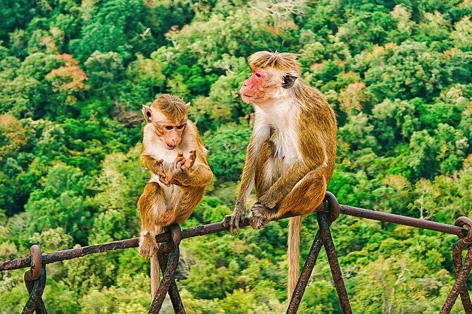 Private 7 Days Sri Lanka Trip with Historical Wonders - FAQ