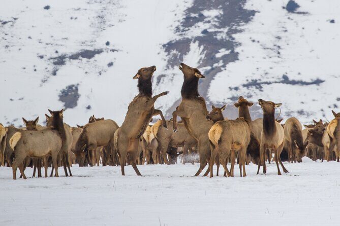 Private 8-Hour Grand Teton Adventure - FAQs