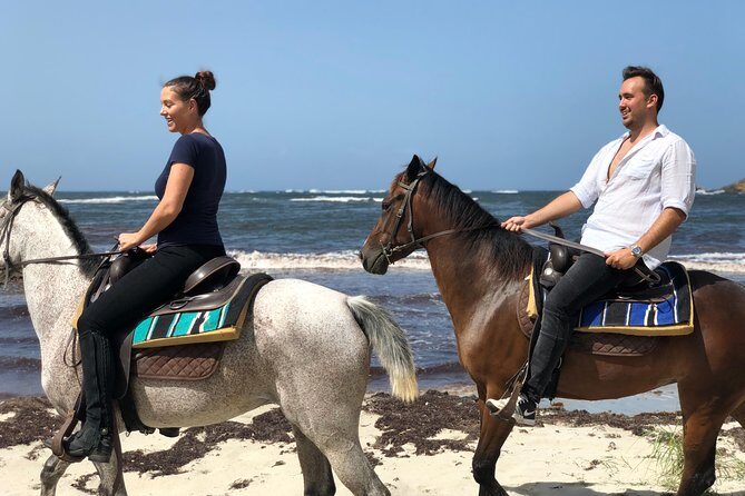 Private Advanced Horseback Beach Ride with Sandy Hoofs St. Lucia - The Horses and Equipment