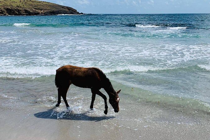 Private Advanced Horseback Beach Ride with Sandy Hoofs St. Lucia - Why This Tour Offers Real Value