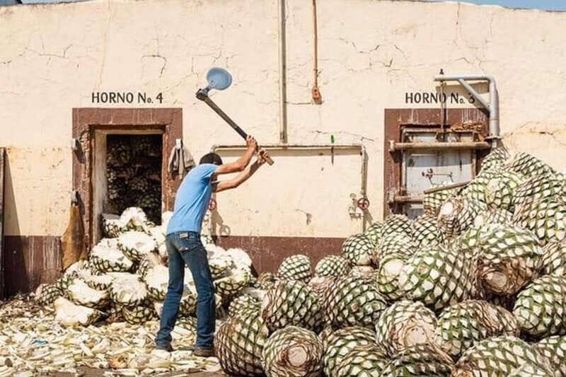 Private Adventure to Tequila and el Cascahuin Distillery - Practical Details and Value
