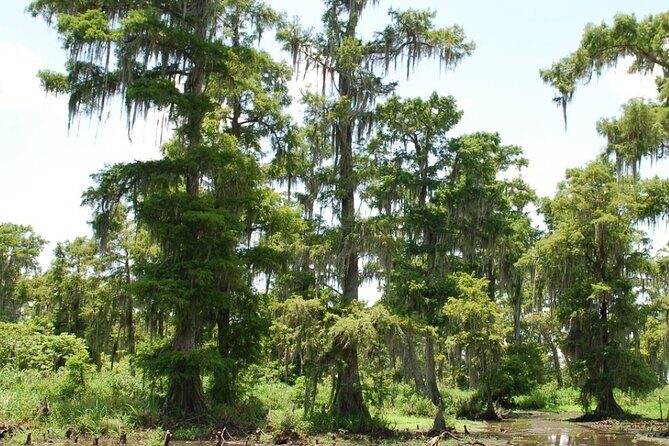 Private Airboat Swamp Tour - Transportation, Timing, and Practicalities