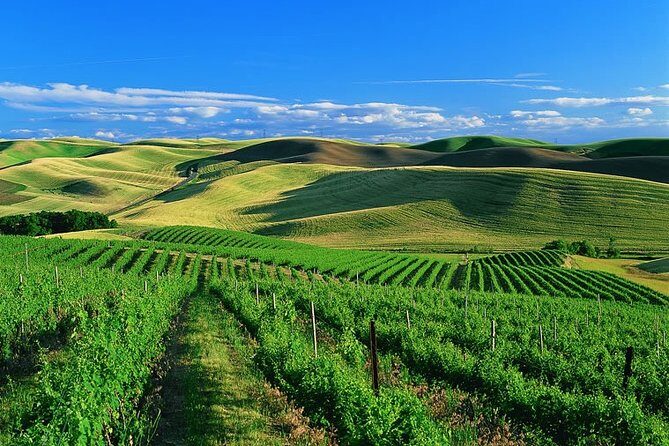 Private Airport Transfer from SFO to Sonoma Valley - FAQ