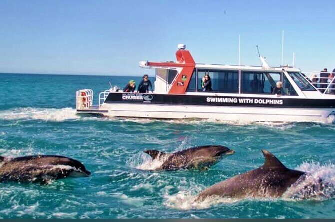 Private Akaroa Day Tour From Christchurch - The Harbor Cruise: A Chance to See Hector’s Dolphins