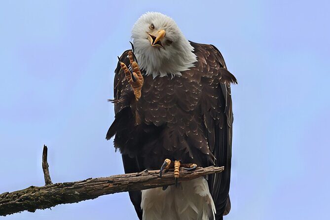 Private Alaska Native Wildlife & Scenic Experience.. - What Travelers Say and Why We Like It