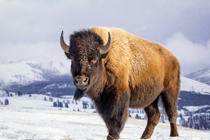 Private All-Day Winter Tour of Grand Teton National Park - Final Thoughts