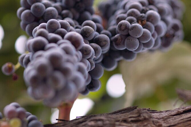 Private All-Inclusive 3-Winery SYV Tour from Santa Barbara - The Sum Up