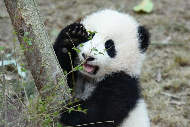 Private All-Inclusive Half-Day Tour to Chengdu Panda Base - Who Would Enjoy This Tour?