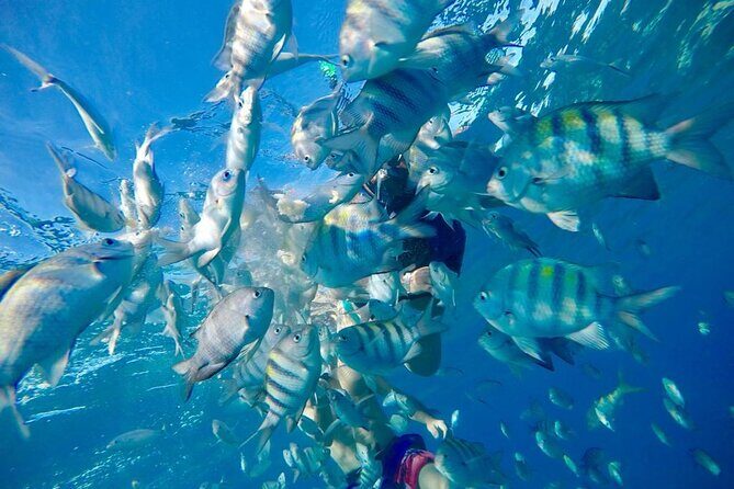 Private all-inclusive snorkeling at sosua beach. - The Sum Up
