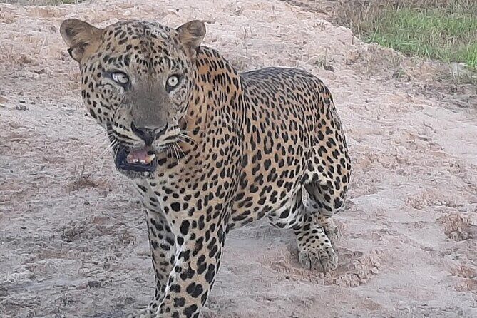 Private All-Inclusive Yala National Park Safari Bentota or Galle - Key Points