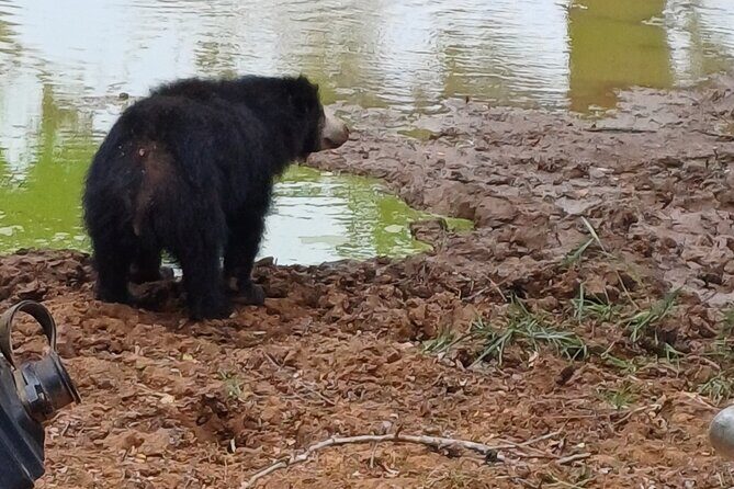 Private All-Inclusive Yala National Park Safari Bentota or Galle - Thorough Breakdown of the Itinerary