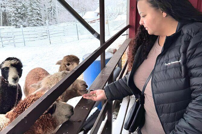 PRIVATE Alpaca Guided Forest Walk + Feeding Helsinki - The Experience: An In-Depth Look