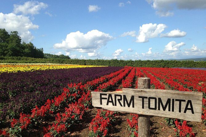 Private Alphard & Simple English Driver in Hokkaido(Sapporo Otaru Toya Furano) - The Sum Up