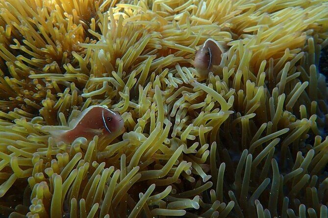 Private An Thoi Island Adventure with Cable Car and Snorkeling - The Real Value of This Tour