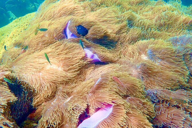 Private An Thoi Island Adventure with Cable Car and Snorkeling - Who Will Enjoy This Tour?