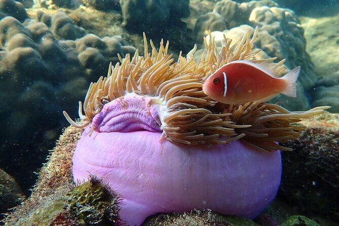 Private An Thoi Island Adventure with Cable Car and Snorkeling - FAQ