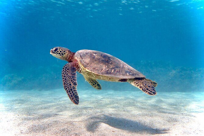 Private and Personalized Scuba Diving Adventures for All Experience Levels - Introduction: A Closer Look at Mauis Underwater Secrets