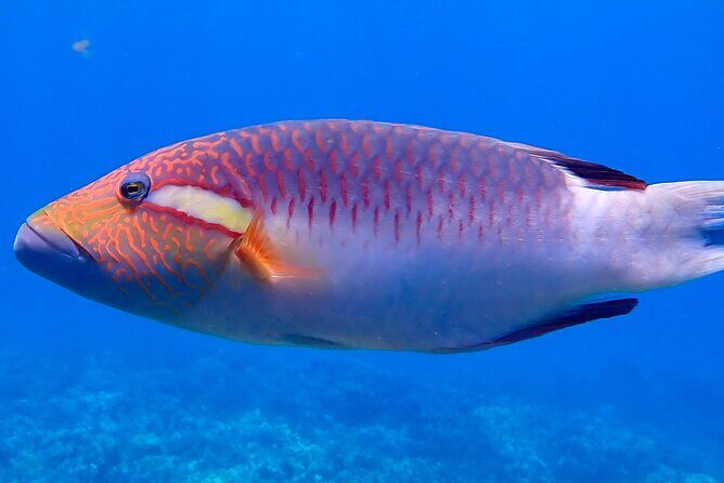 Private and Personalized Scuba Diving Adventures for All Experience Levels - The Reef & Marine Life: What You Might See