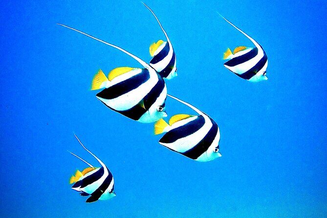 Private and Personalized Scuba Diving Adventures for All Experience Levels - Cancellation & Practical Notes