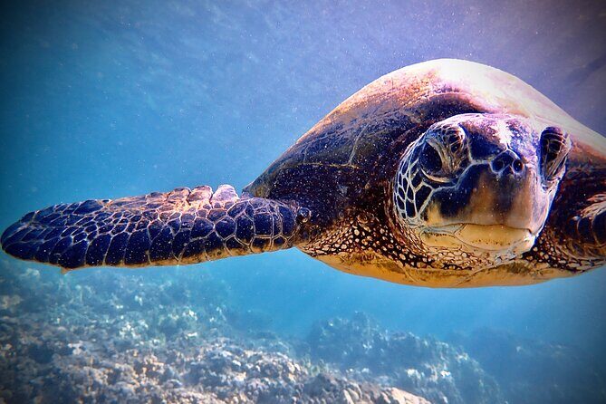 Private and Personalized Scuba Diving Adventures for All Experience Levels - Who Should Book This Tour?