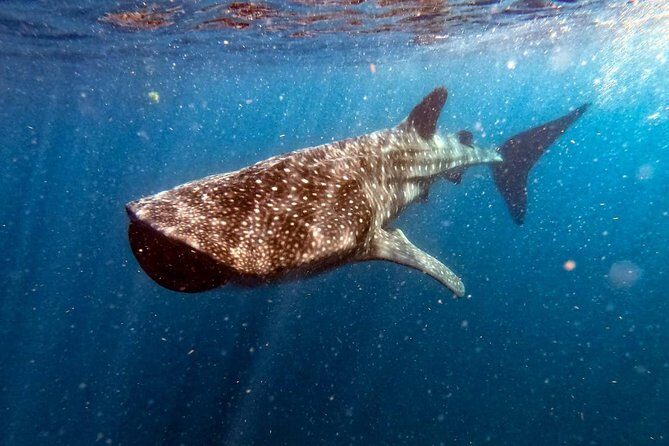 Private and Shared Whale Shark Tour from Tulum - An In-Depth Look at the Whale Shark Tour