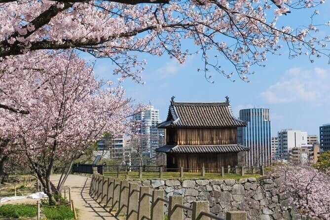 Private and Unique Fukuoka Cherry Blossom Sakura Experience - Pricing and Value