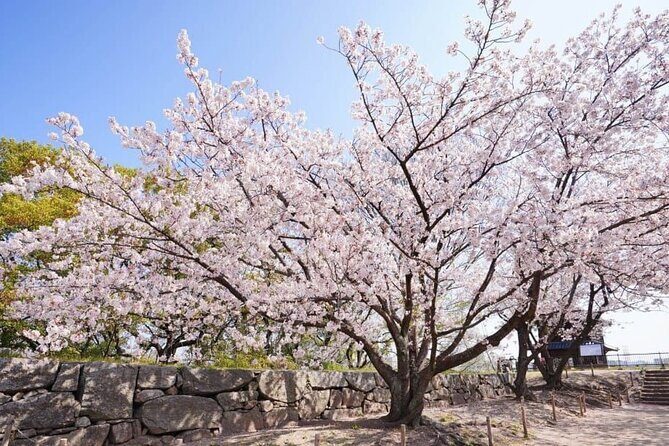Private and Unique Fukuoka Cherry Blossom Sakura Experience - FAQs
