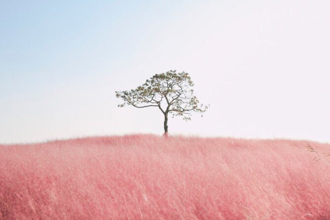 [Private] Anseong Farmland Flower Festival & Golden Buddha Temple - Frequently Asked Questions (FAQs)