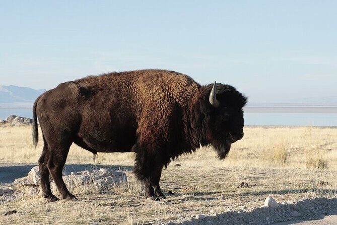 Private Antelope Island State Park Tour - Why Choose This Tour?