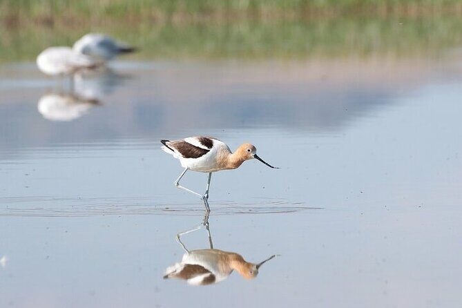 Private Antelope Island State Park Tour - FAQs