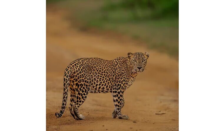 Private Anuradhapura & Wilpattu Safari Day Tour From Dambulla - The Sum Up