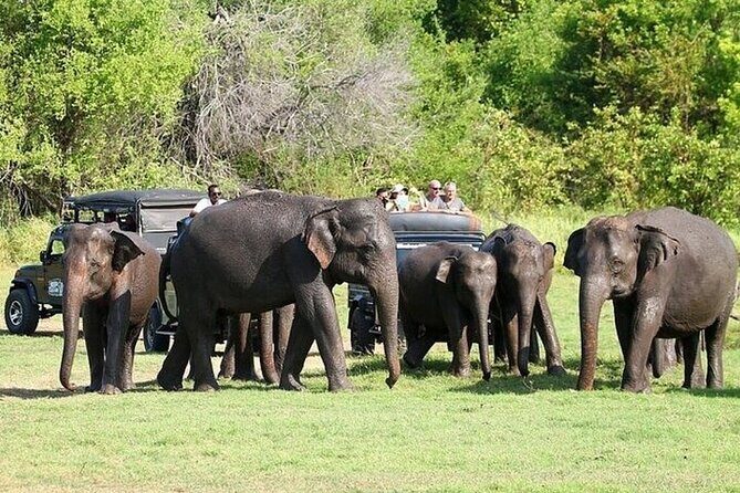 Private Anuradhapura & Wilpattu Safari Day Tour From Dambulla - FAQs
