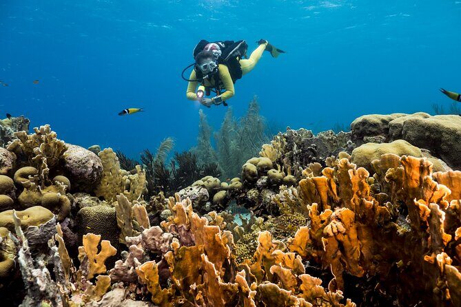 Private Aquafari Tour in Curaçao from Willemstad - How the Tour Works: A Step-by-Step Breakdown