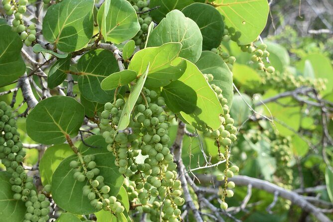 Private Aruba National Park Hiking & Natural Pool Swimming - FAQ