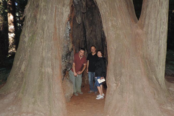 Private Avenue of the Giants Redwoods Day Trip from San Francisco - Who Would Enjoy This Tour?