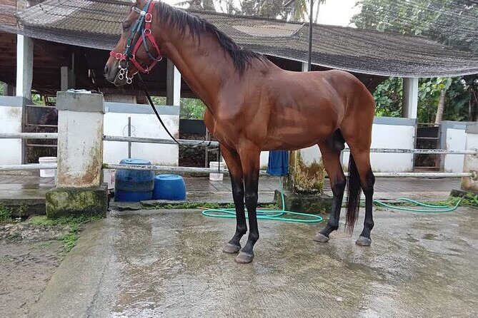 Private Bali Horse ride - Final Thoughts